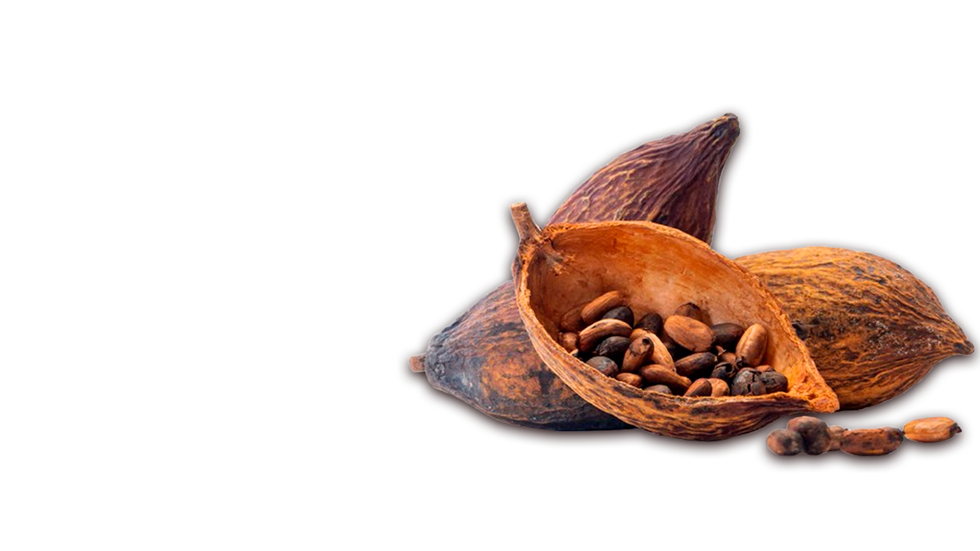 ICWP - Leader in Sustainable Cocoa Processing